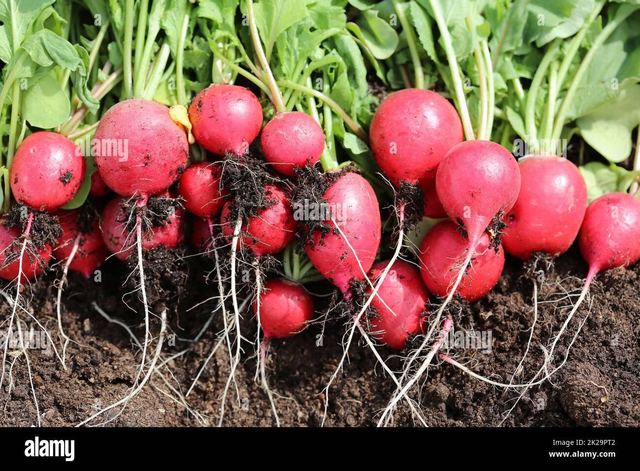 Organic vegetable garden radish hi-res stock photography and images - Alamy