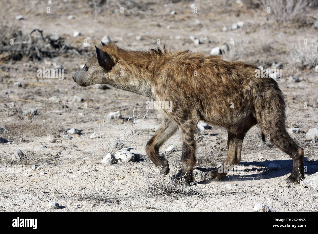 Spotted Hyena at Etosha National Park. Namibia Stock Photo - Alamy