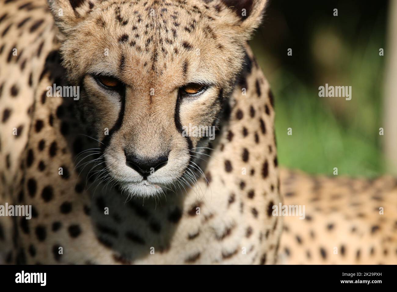 Cheetah in South Africa Stock Photo - Alamy