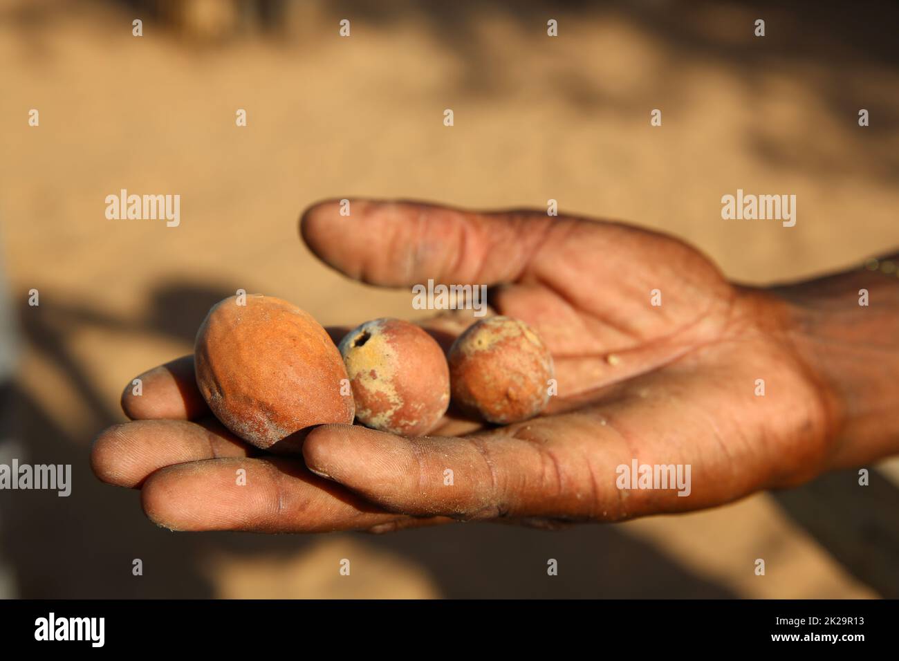 Marula Fruit in Namibia Stock Photo - Alamy