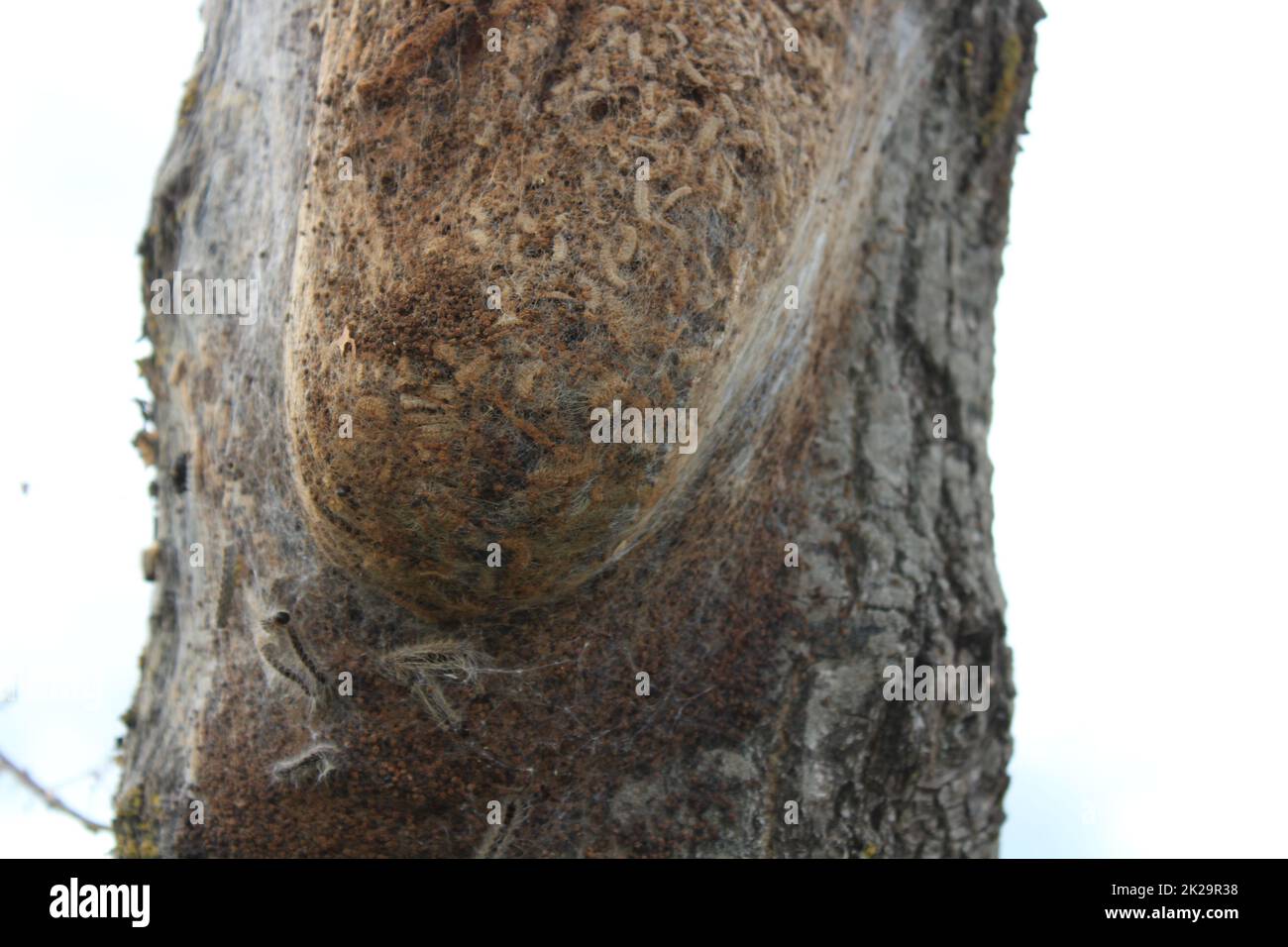 oak processionary moth on a tree Stock Photo - Alamy
