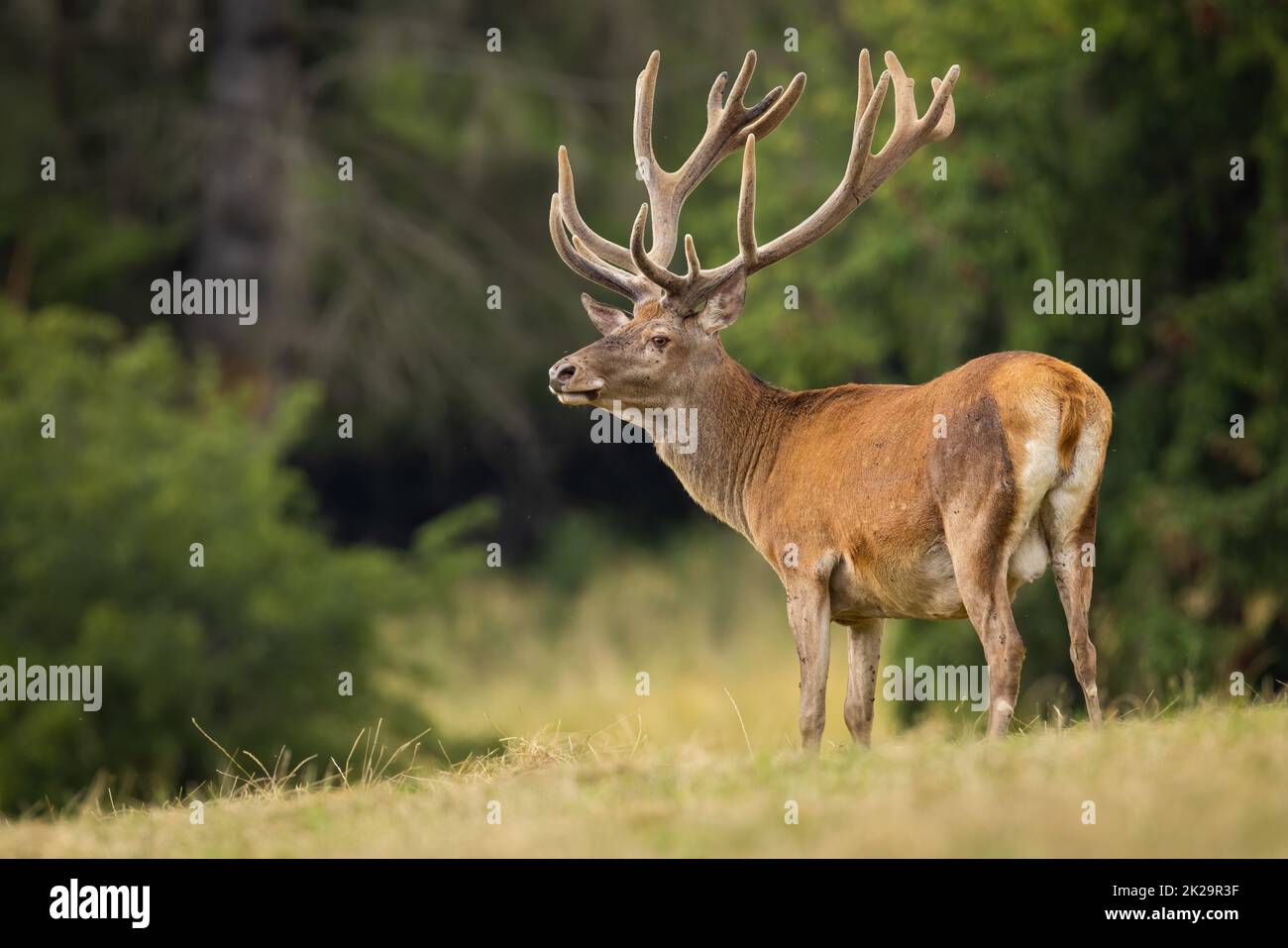 Red deer with new velvet antlers standing on field Stock Photo - Alamy