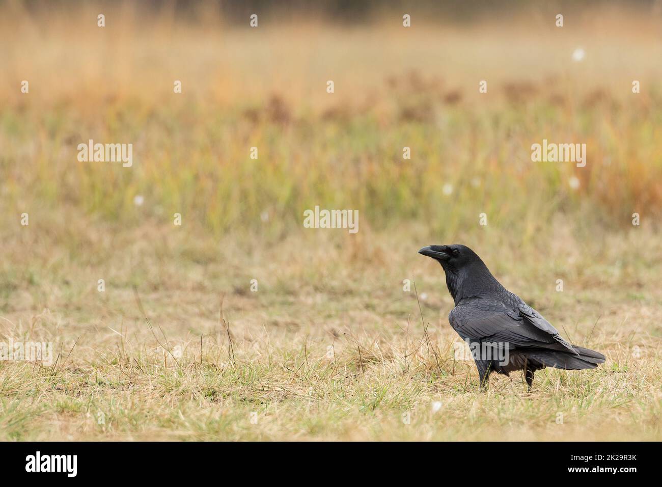 Common raven sitting on dry ground in autumn nature Stock Photo - Alamy