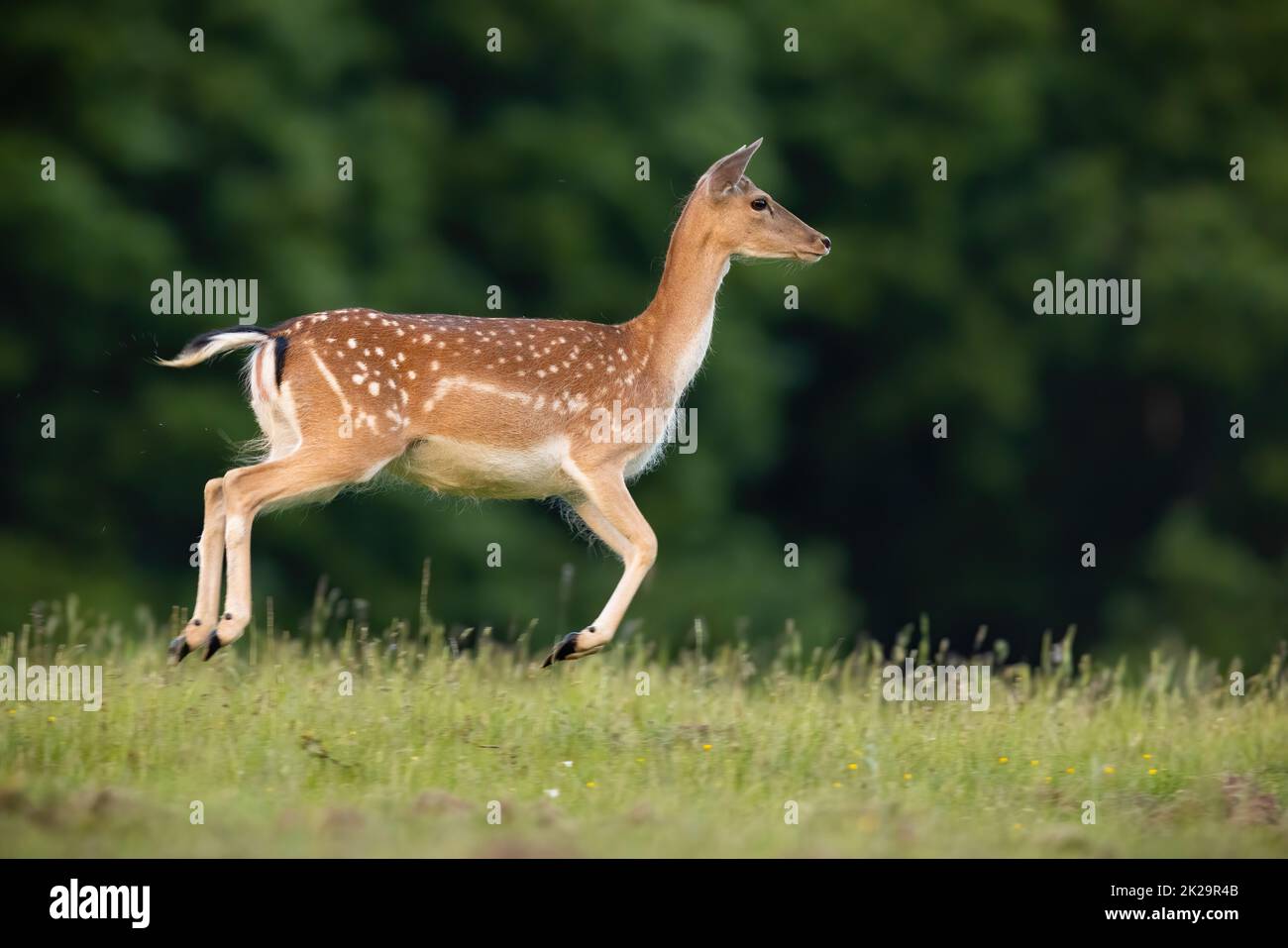 Fallow deer running on grassland in summer from side Stock Photo - Alamy
