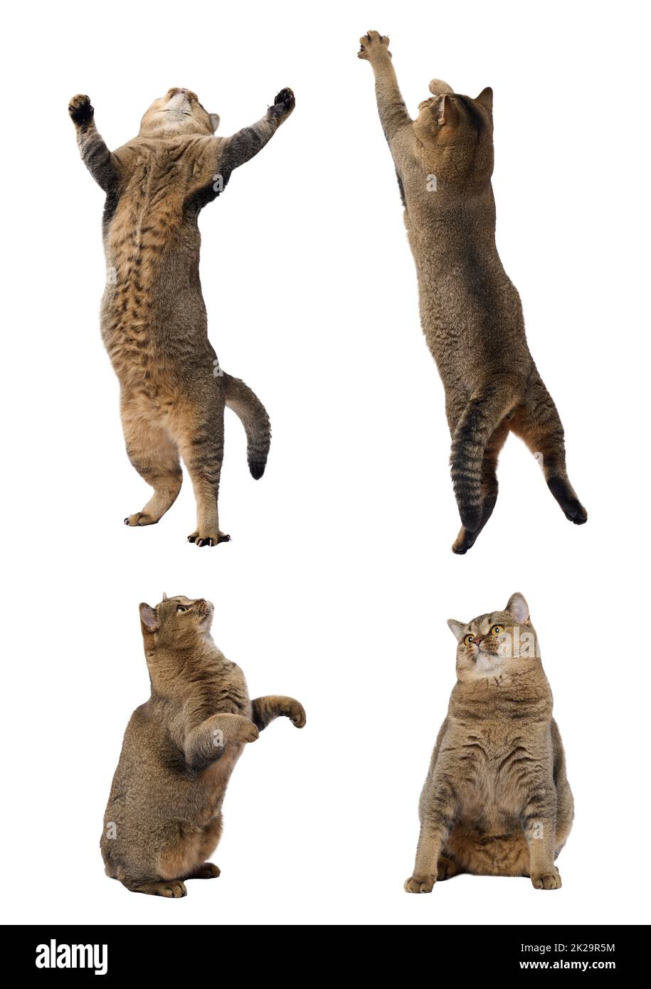 adult gray cat Scottish Straight plays on a white background, the ...