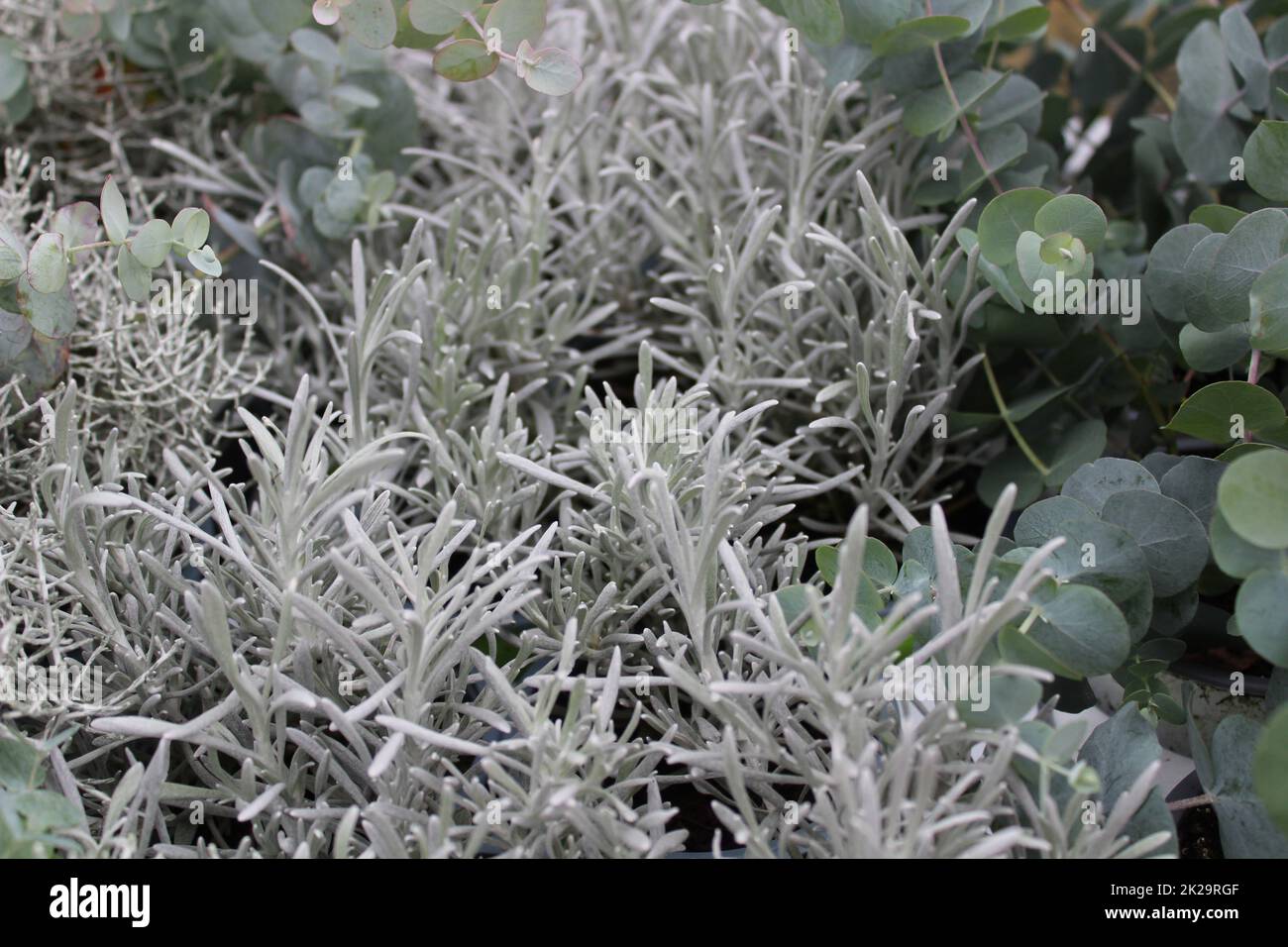 The curry plant hi-res stock photography and images - Alamy