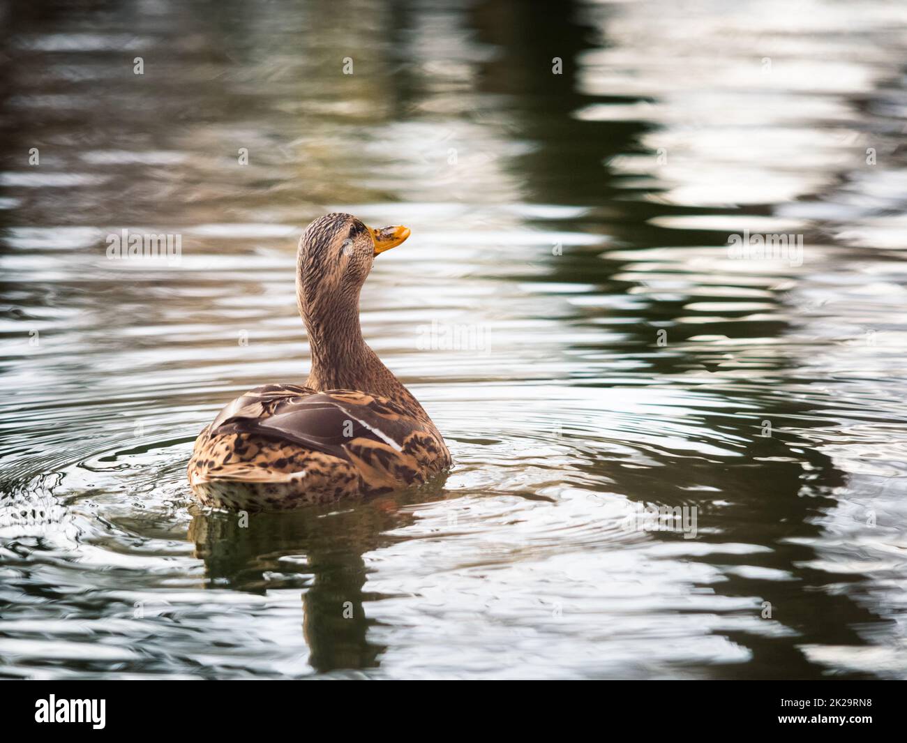 Female common duck on hi-res stock photography and images - Alamy