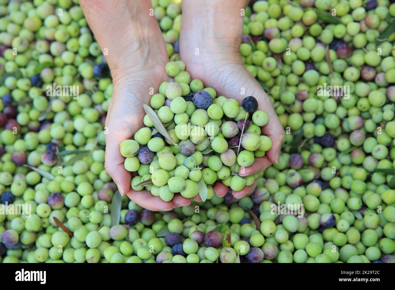 Autumn harvesting farmer picking hi-res stock photography and images ...