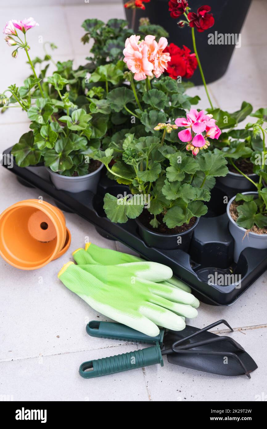 Spring Flowers in Pots Ready For Planting and Gardening Tools Stock ...