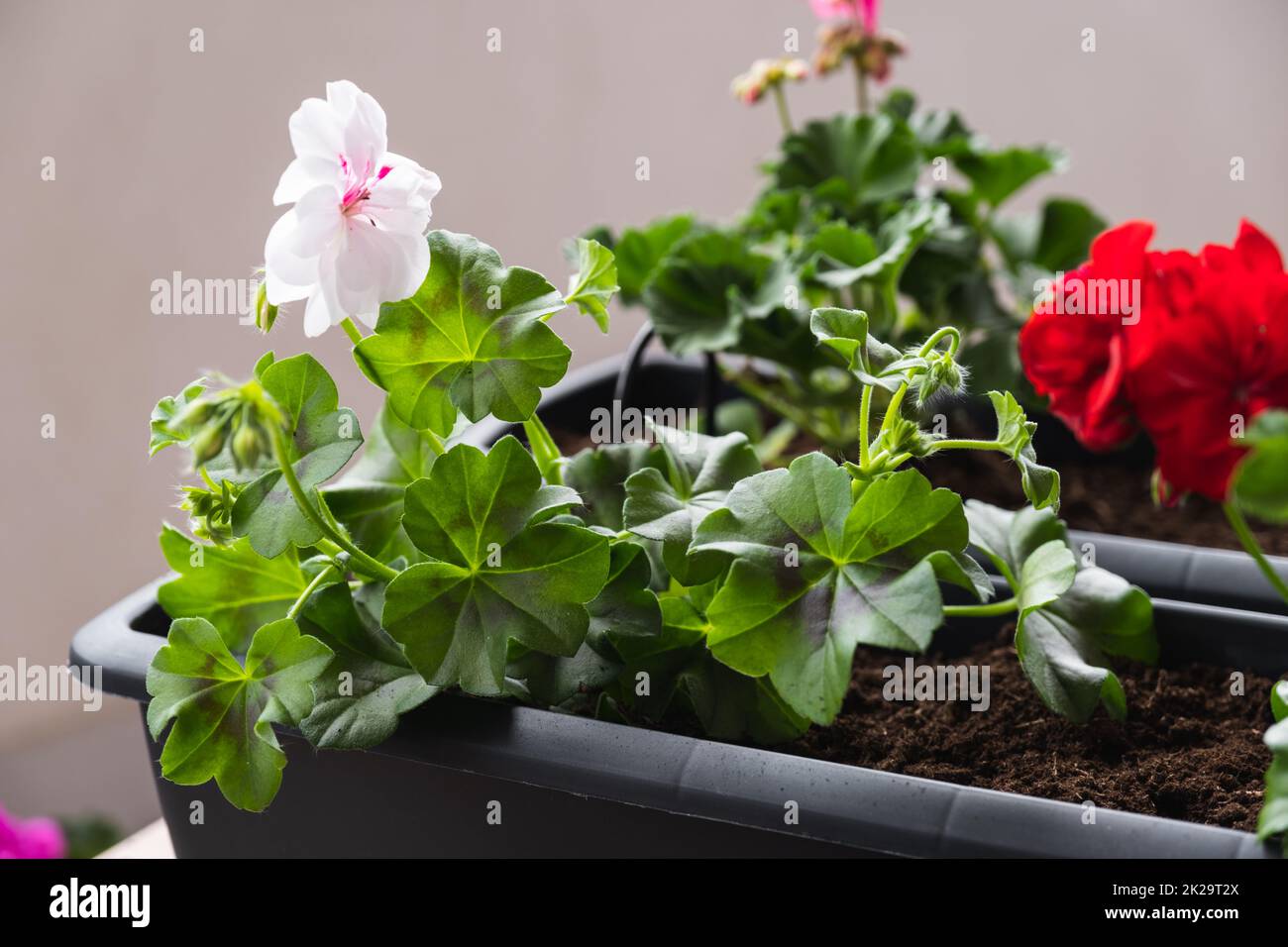 Planting spring flowers. Gardening Concept Stock Photo - Alamy
