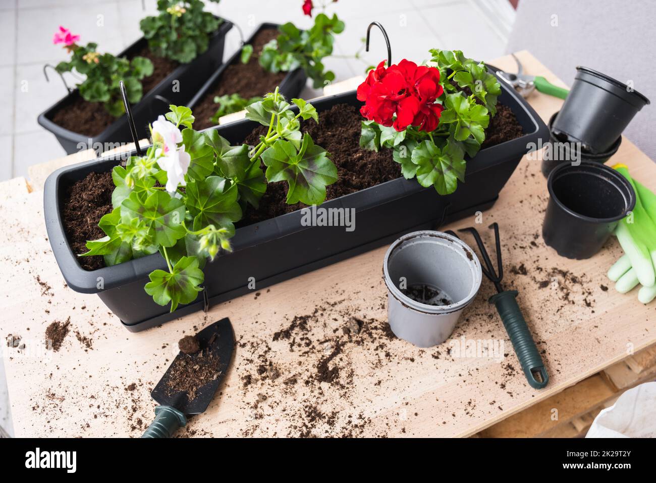 Planting spring flowers. Gardening Concept Stock Photo - Alamy