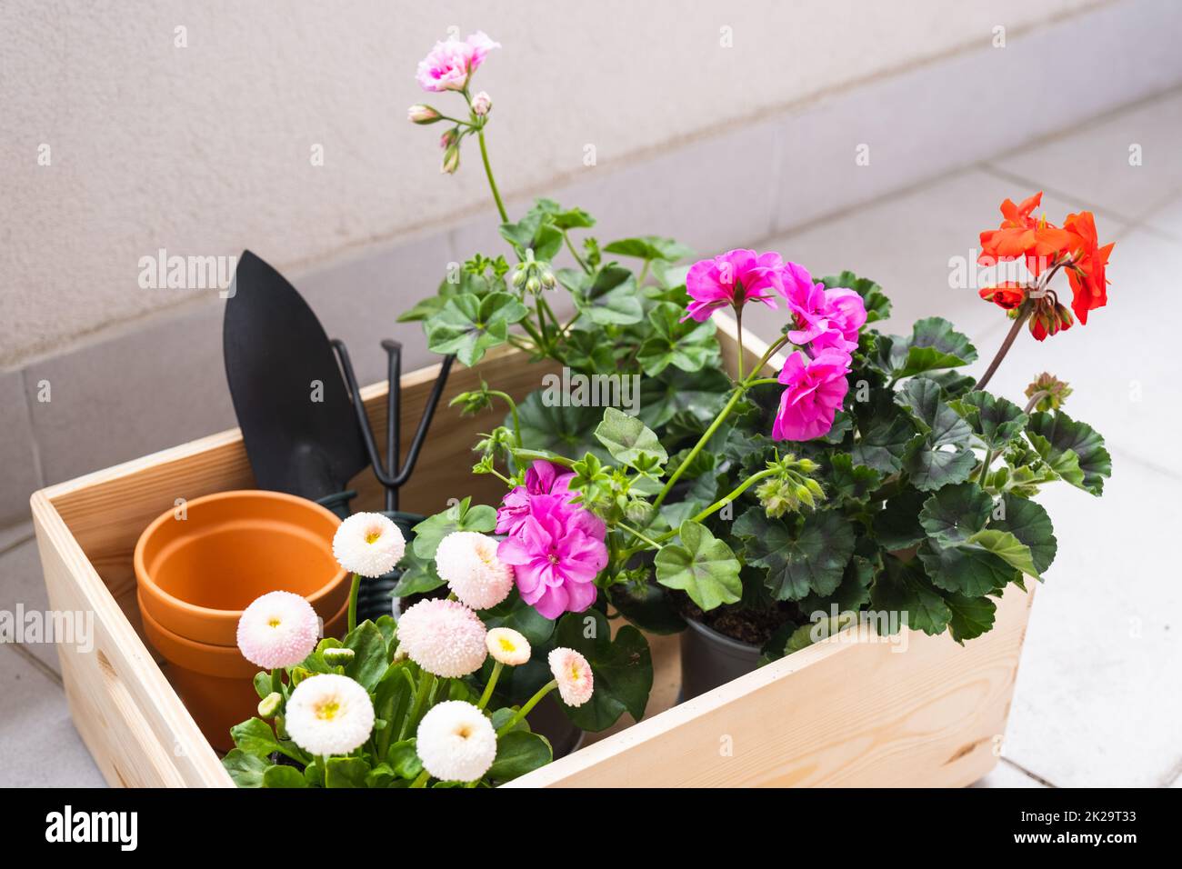 Pots of spring flowers for planting on balcony and gardening tools in a ...