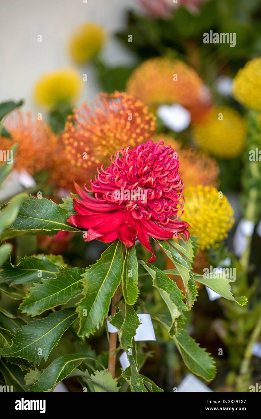 Bright inflorescence of the Waratah, Telopea speciosissima an evergreen ...