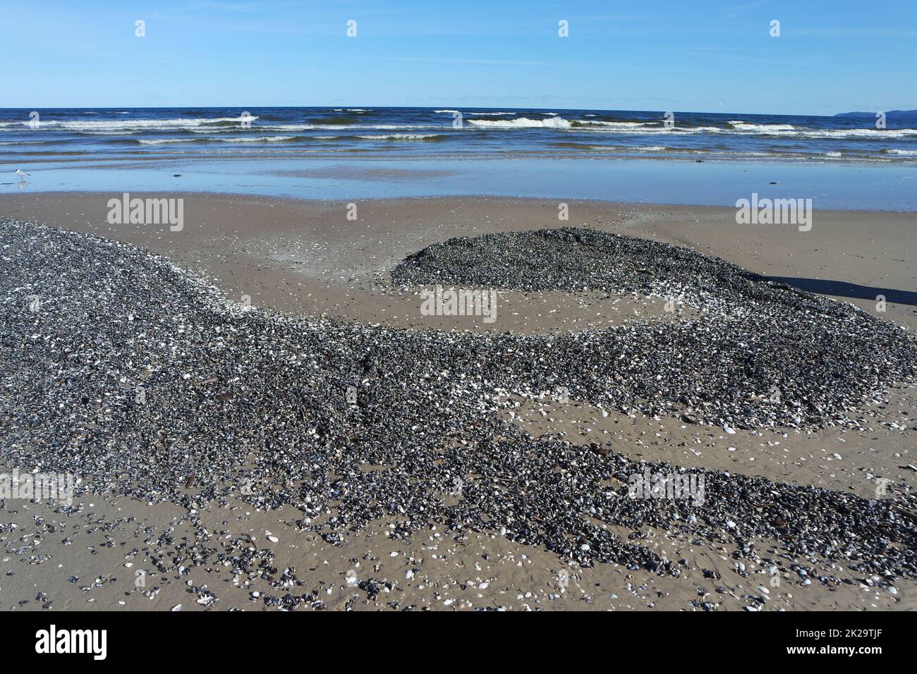 Many shells hi-res stock photography and images - Alamy