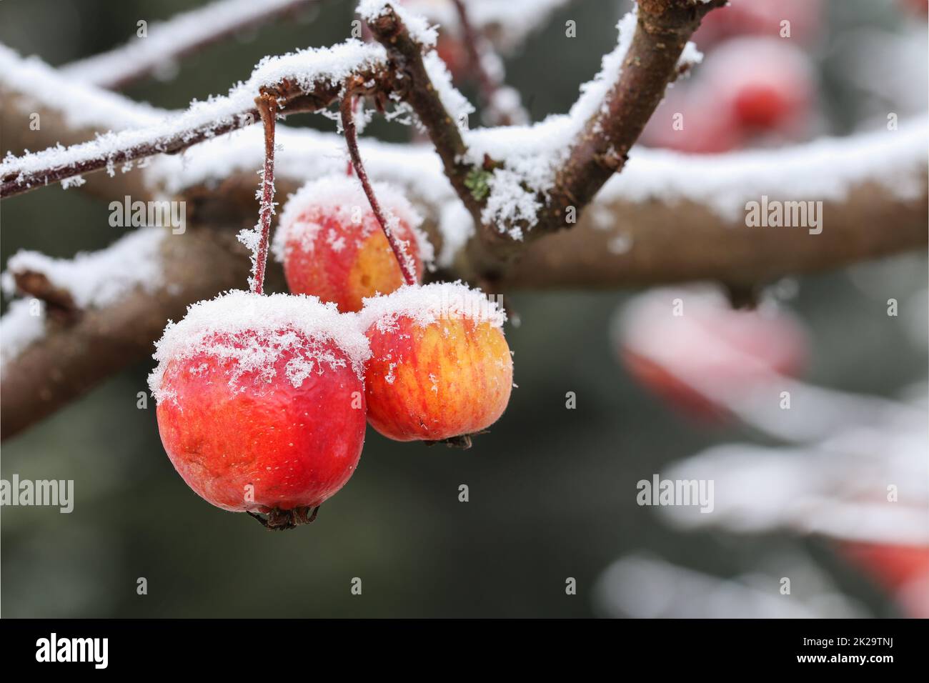 Little apples in winter with ice needles Stock Photo - Alamy