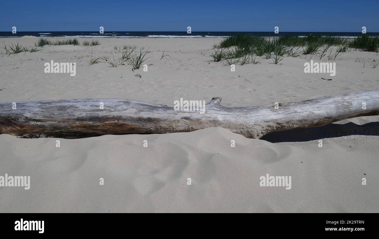 Driftwood on the beach Stock Photo - Alamy