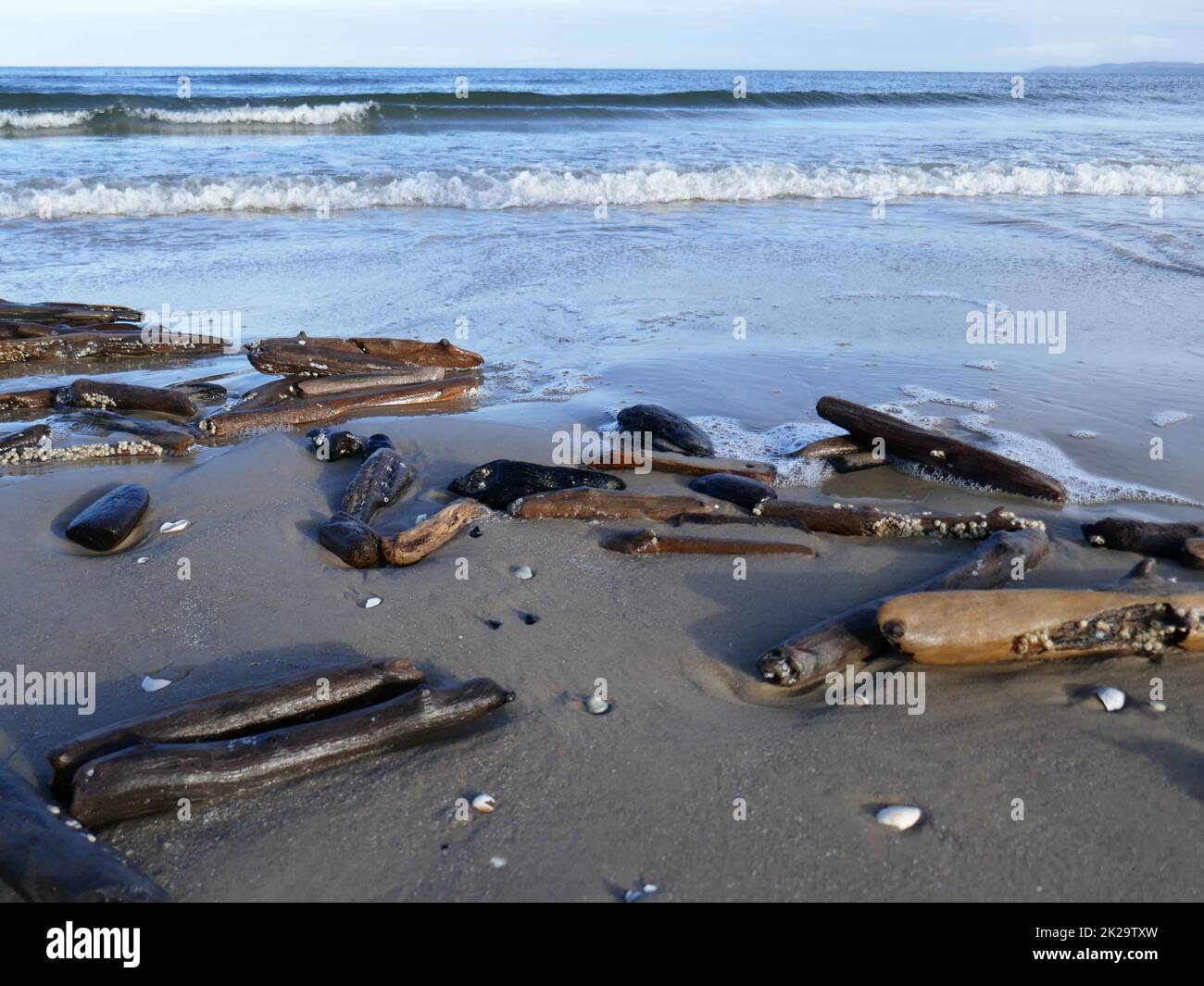 Driftwood on the beach Stock Photo - Alamy