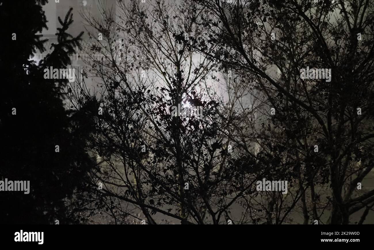 dark gloomy trees Stock Photo - Alamy