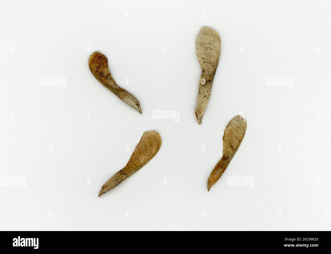 Gliding seed hi-res stock photography and images - Alamy