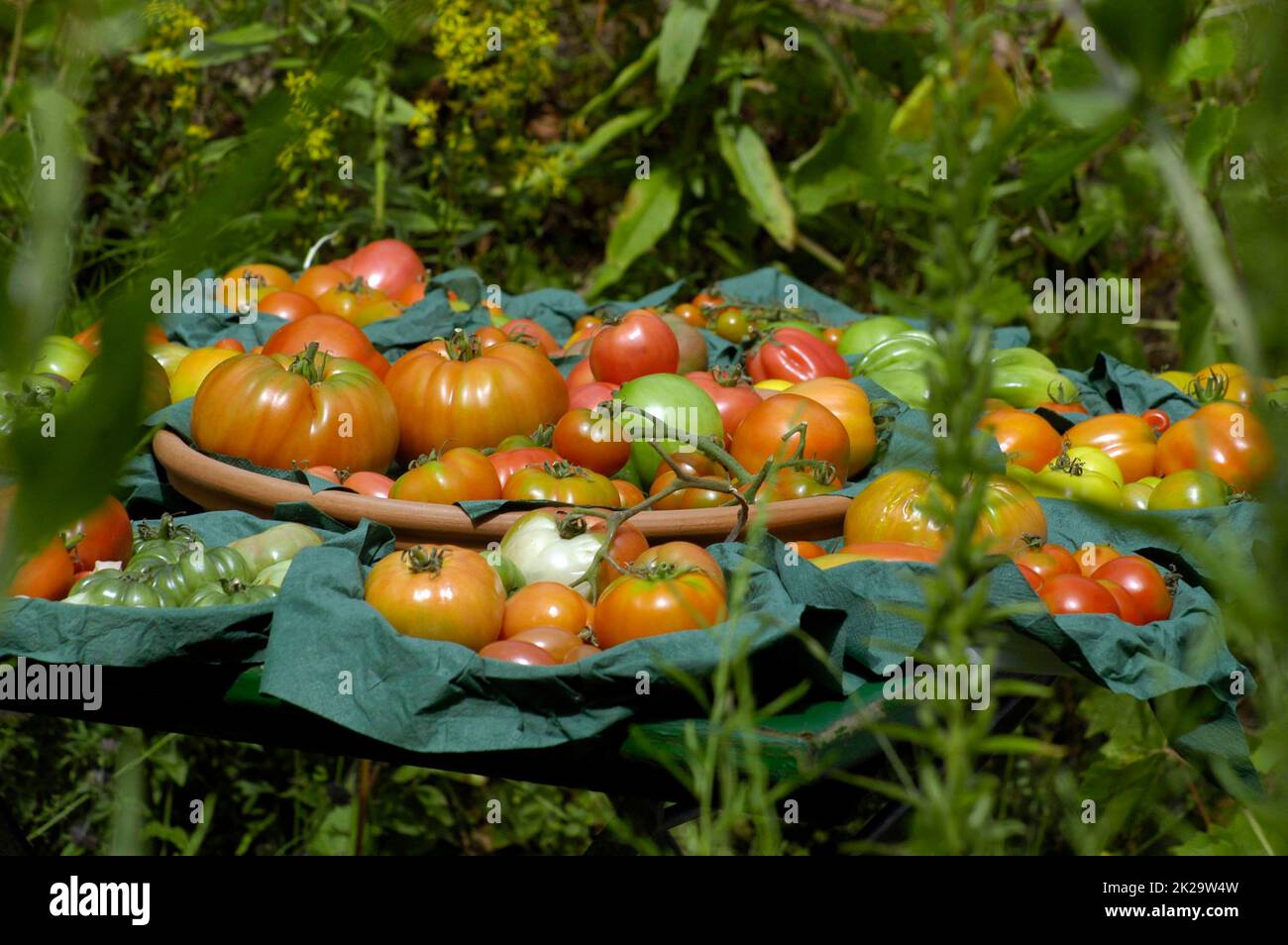 Tomatoes different hi-res stock photography and images - Alamy