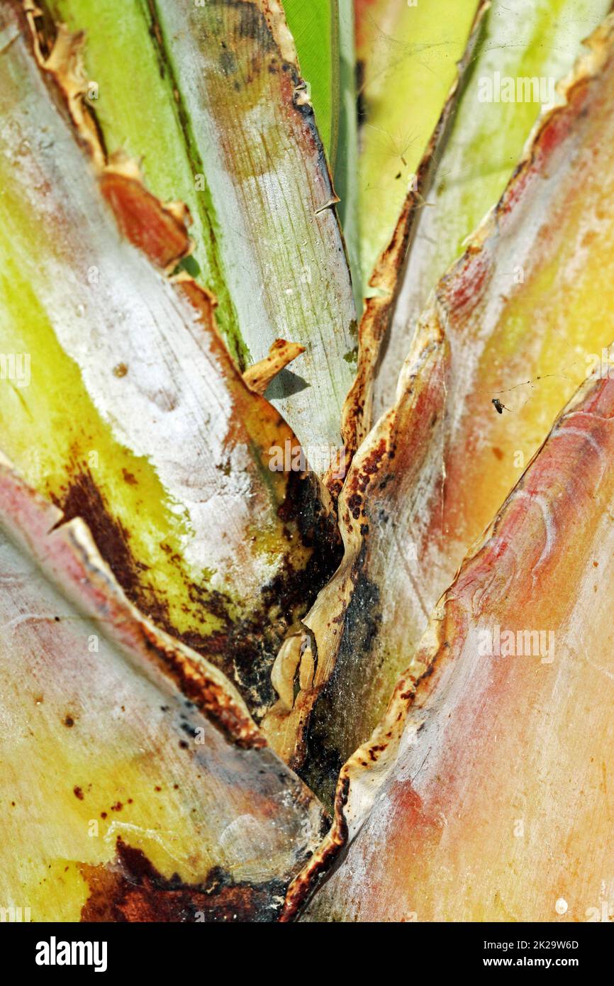Banana trunk hi-res stock photography and images - Alamy