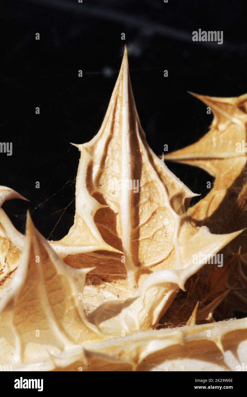 blessed milk thistle Stock Photo - Alamy