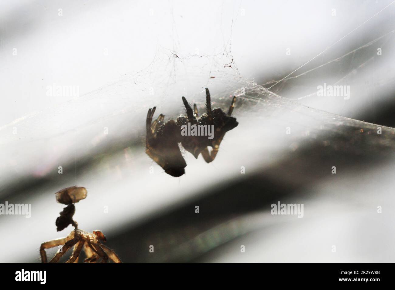 Spinnweben hi-res stock photography and images - Alamy