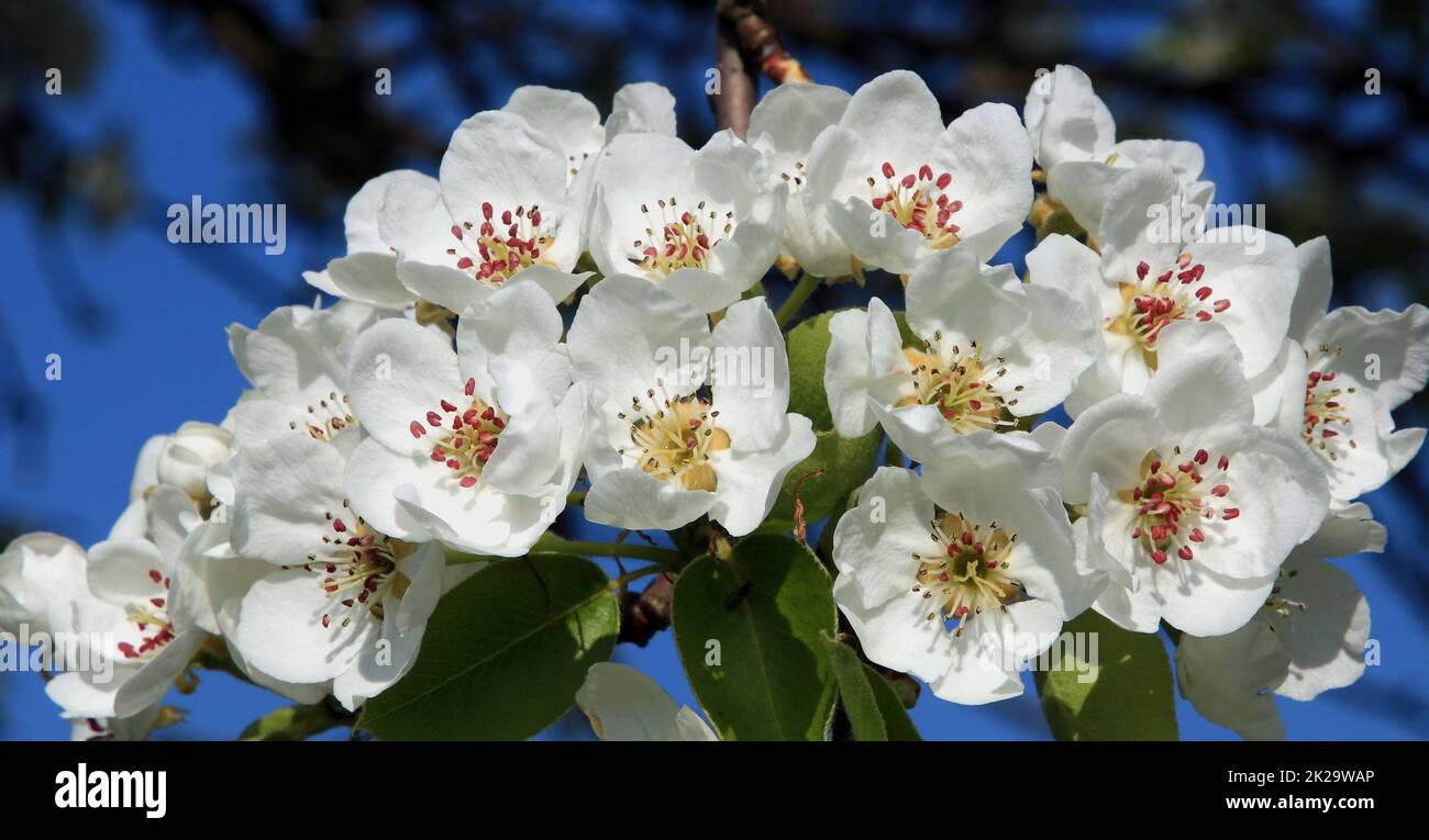 Eating apple blossoms under a blue sky Stock Photo - Alamy