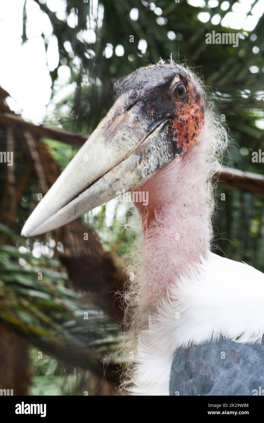 Leptoptilos crumeniferus marabu marabou hi-res stock photography and ...
