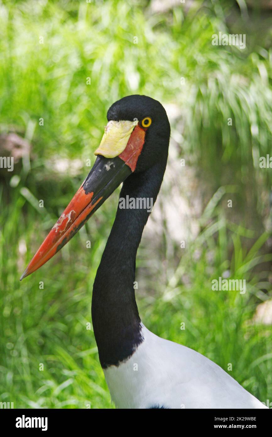 Sattelstorch hi-res stock photography and images - Alamy