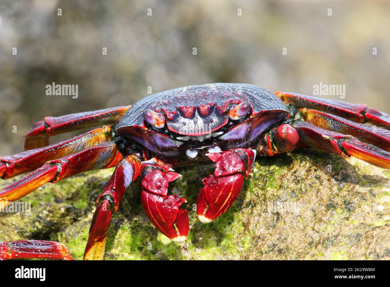 red rock crab Stock Photo - Alamy