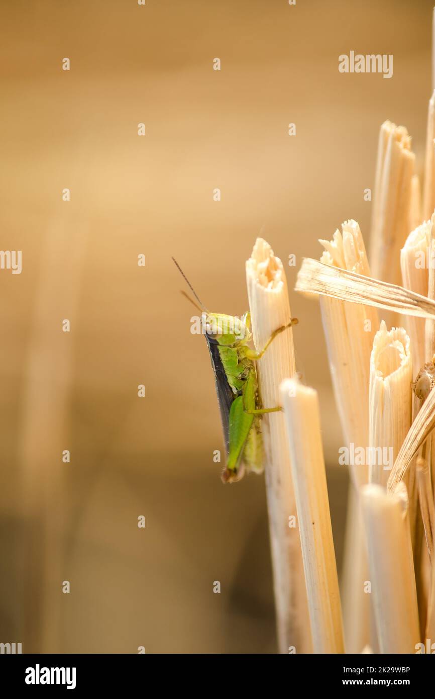 Small grasshoppers on the rice plant in nature Stock Photo - Alamy