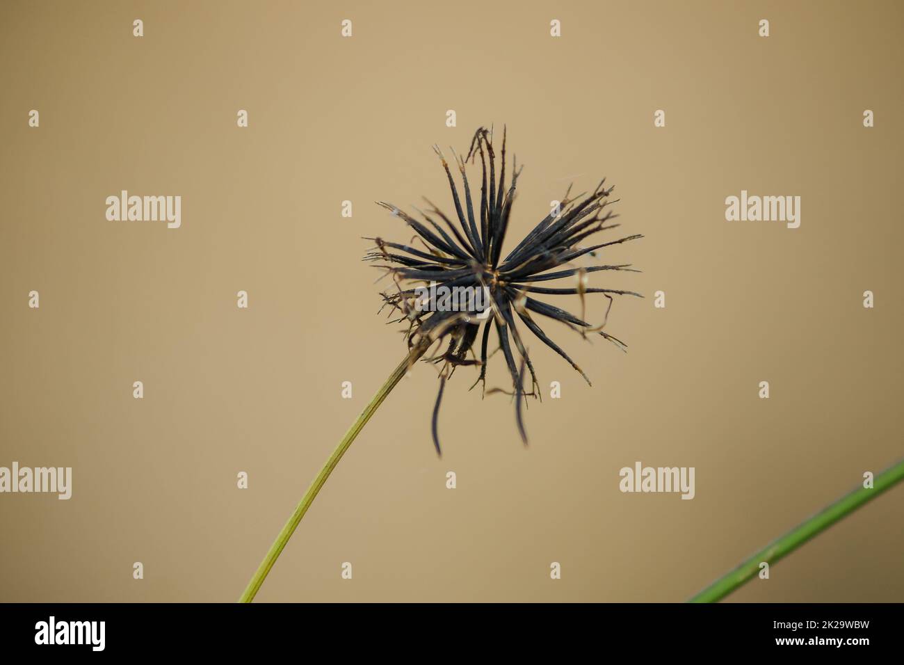 Pollen hay in nature That wilted in the summer Stock Photo - Alamy