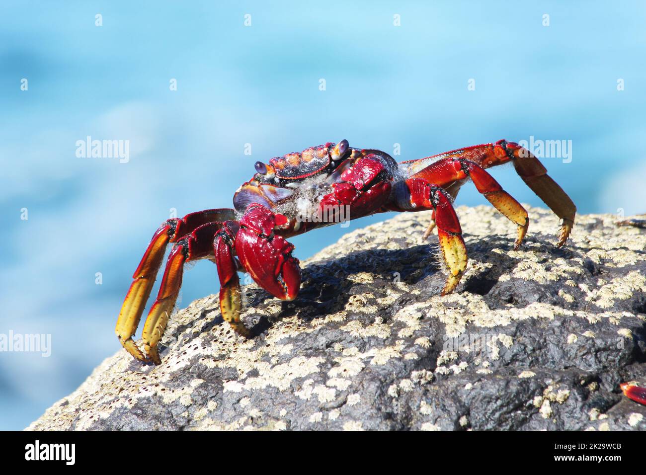 red rock crab Stock Photo - Alamy