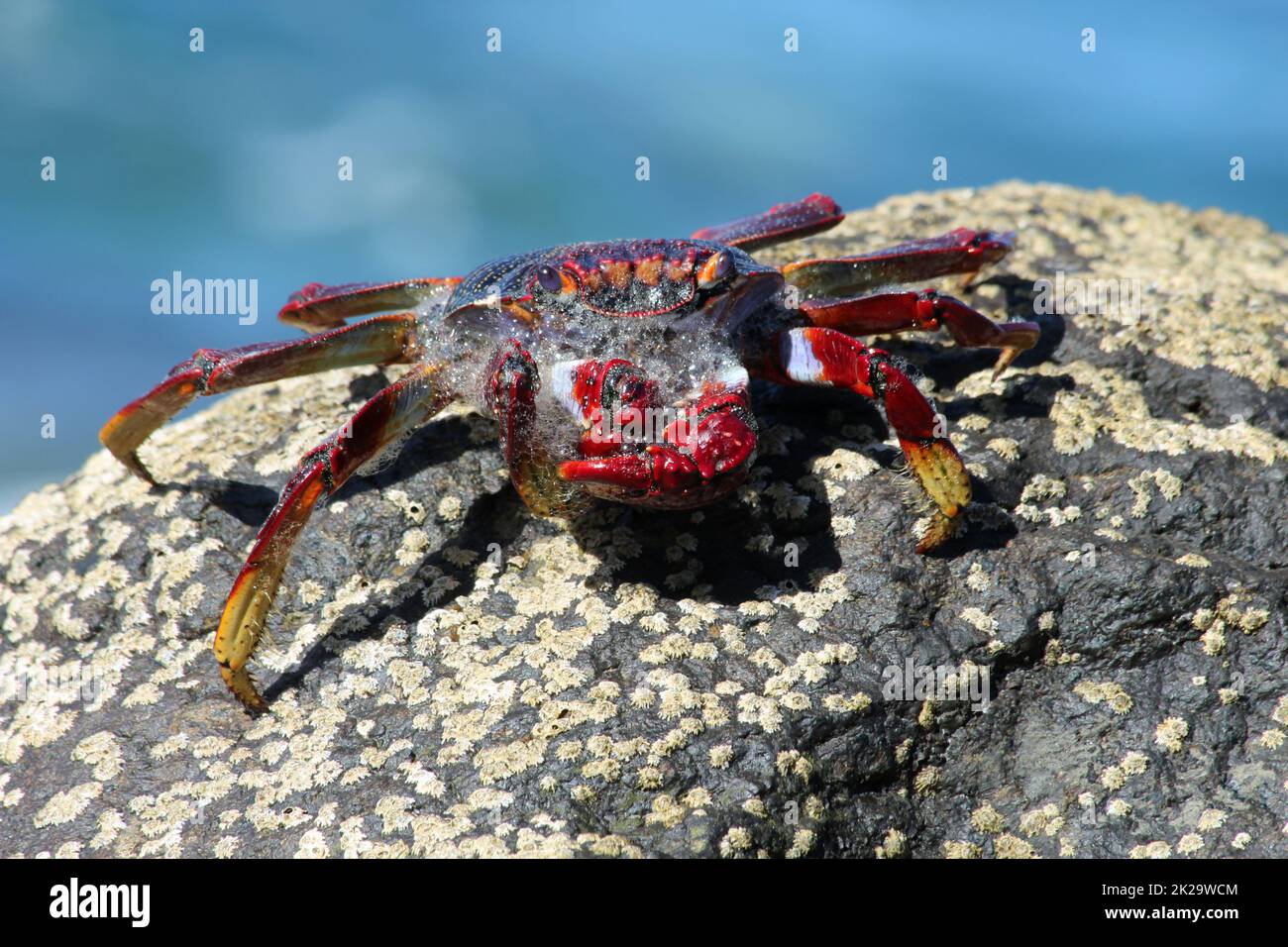 red rock crab Stock Photo - Alamy