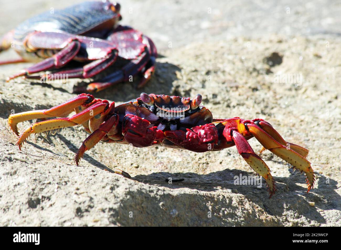 red rock crab Stock Photo - Alamy