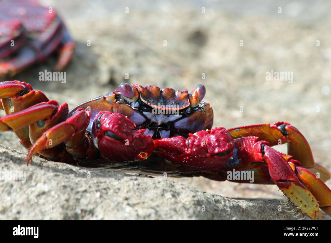 red rock crab Stock Photo - Alamy
