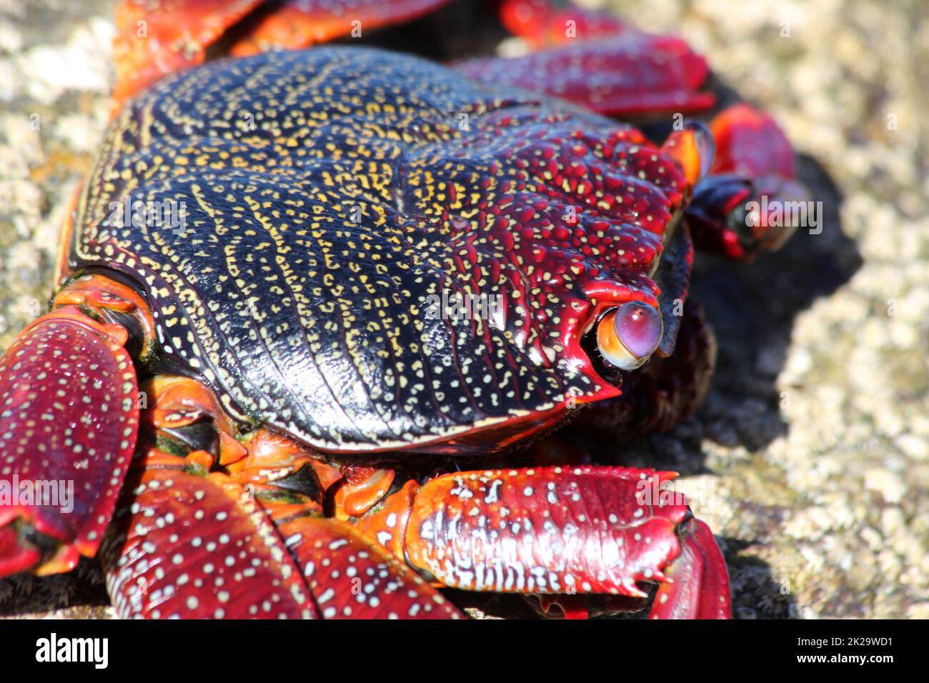 red rock crab Stock Photo - Alamy