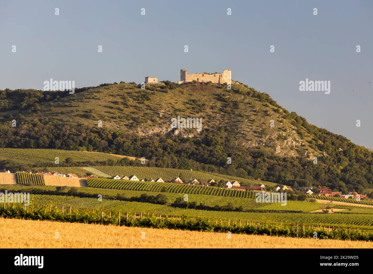 Palava plant hi-res stock photography and images - Alamy