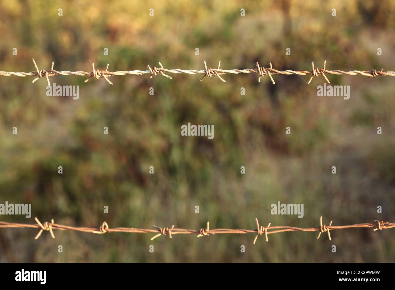 Two lines of old dry rusty barbed wire with some spider silks, blurred ...