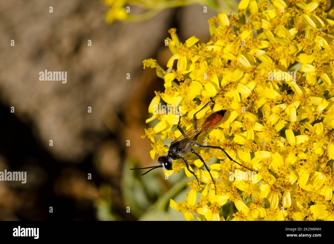 Podalonia tydei hi-res stock photography and images - Alamy