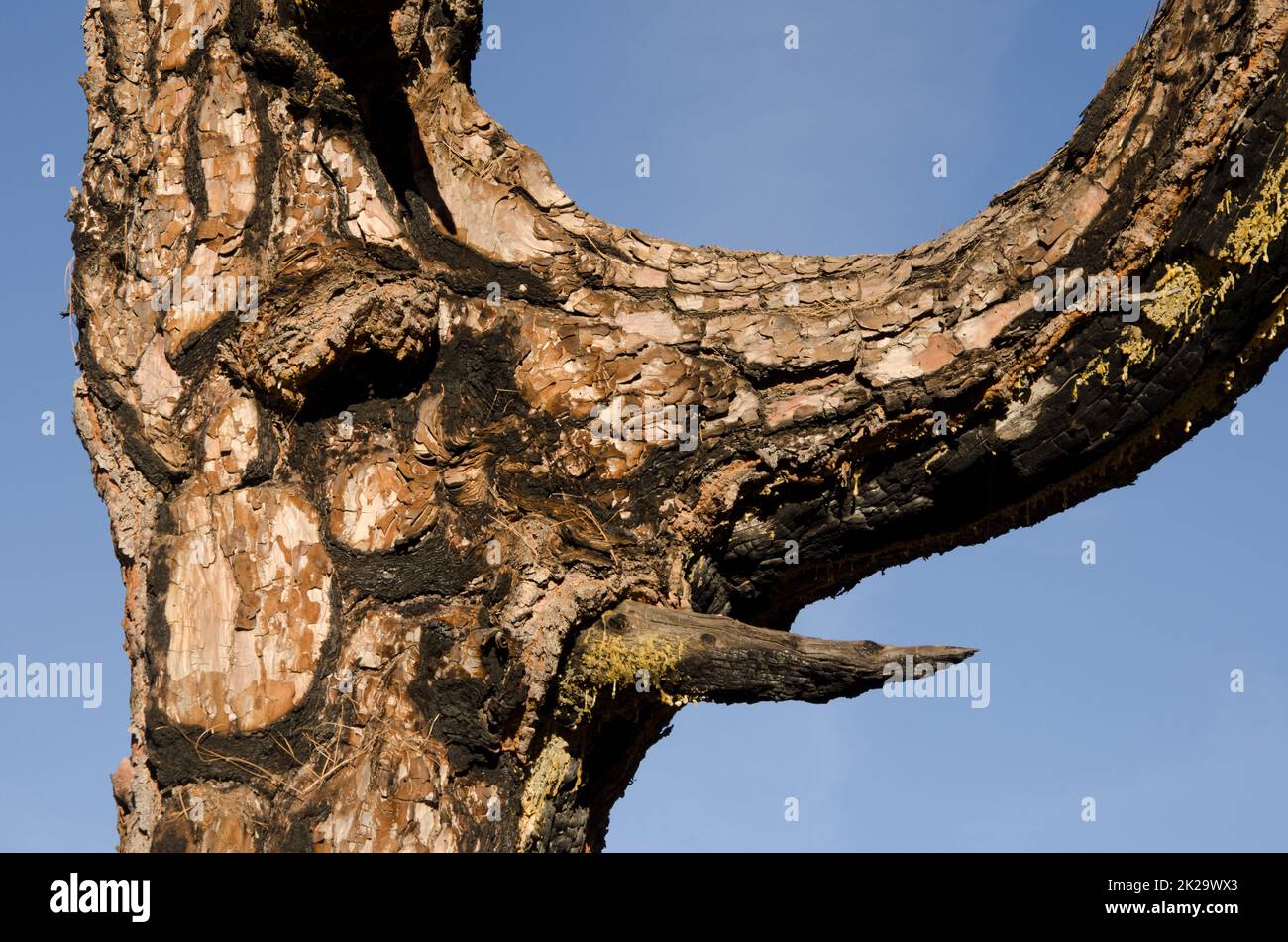 Elephant-shaped trunk of Canary Island pine Stock Photo - Alamy