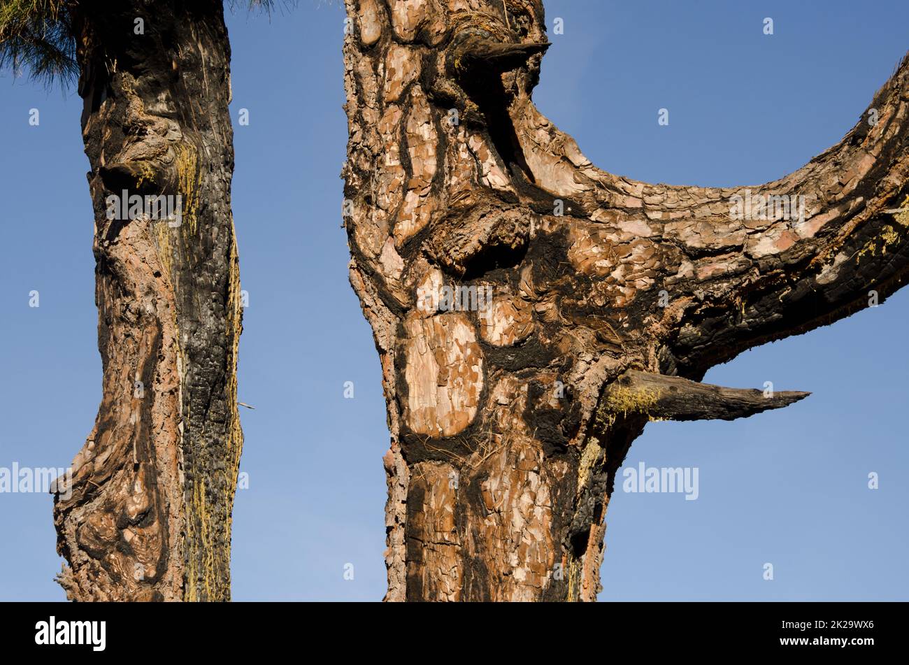 Elephant-shaped trunk of Canary Island pine Stock Photo - Alamy