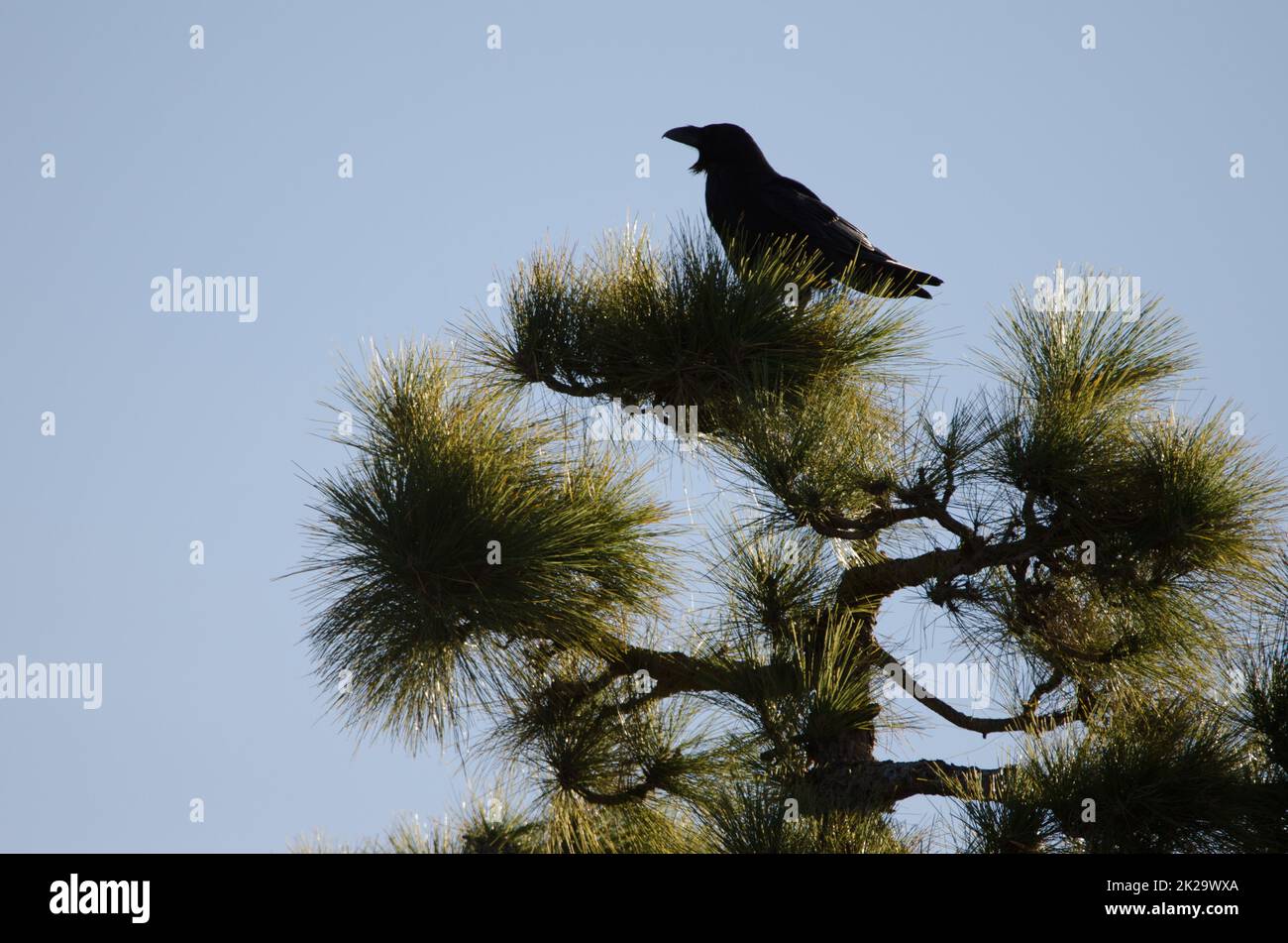 Canary Islands raven on a Canary Island pine Stock Photo - Alamy
