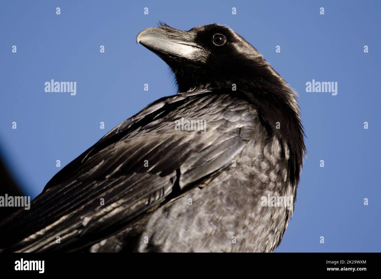 Canary Islands raven Corvus corax canariensis Stock Photo - Alamy