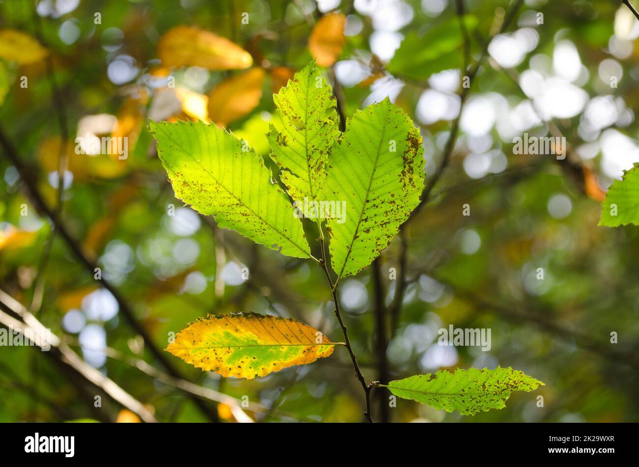 Branch and leaves of sweet chestnut Stock Photo - Alamy