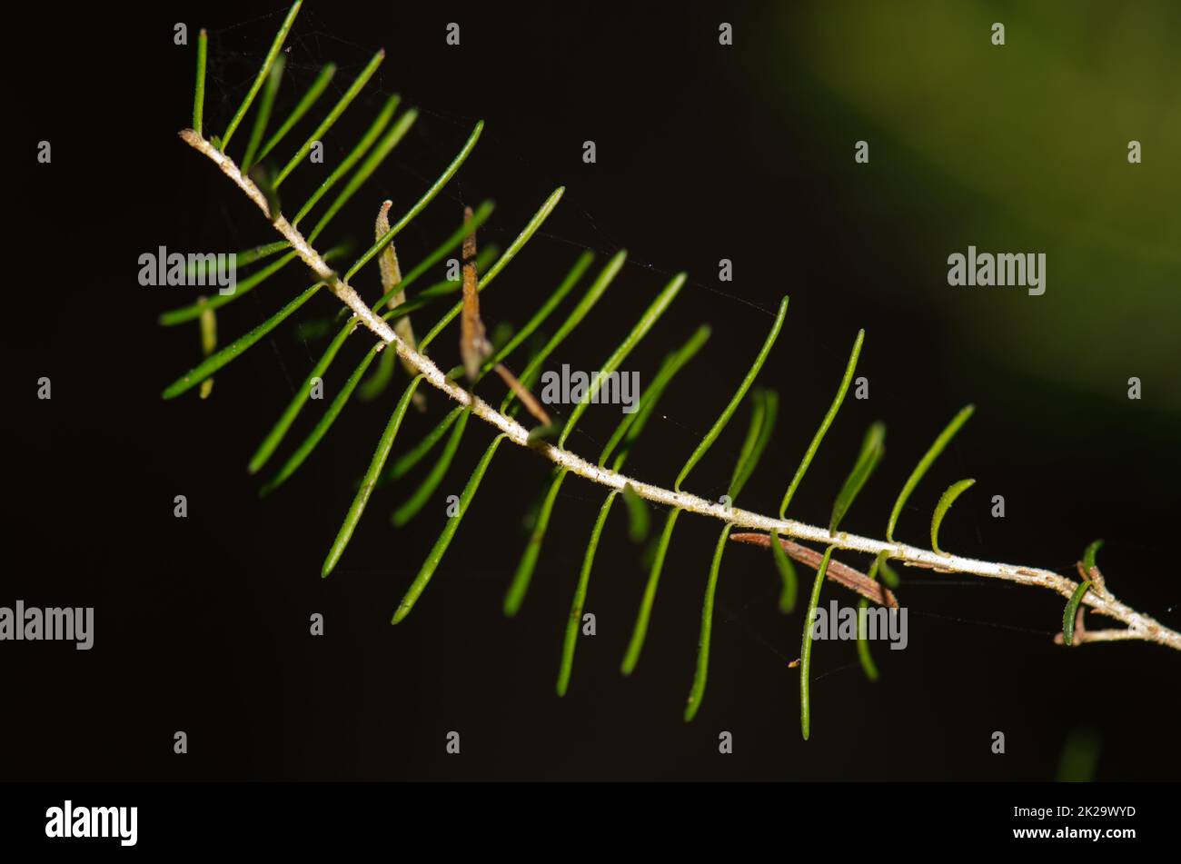 Erica canariensis hi-res stock photography and images - Alamy