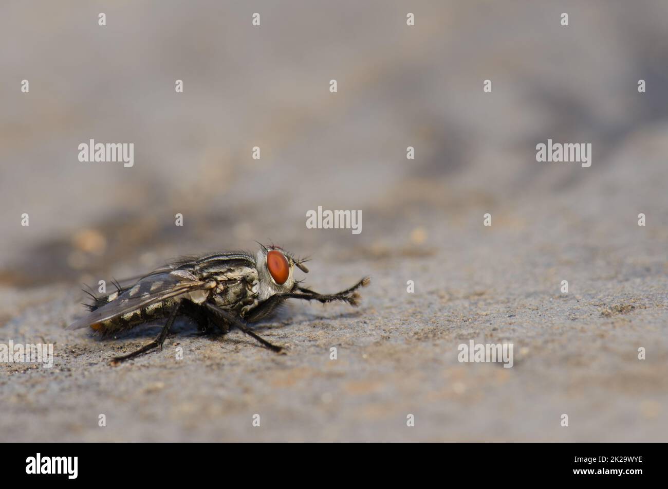 Flesh fly Sarcophaga carnaria grooming Stock Photo - Alamy