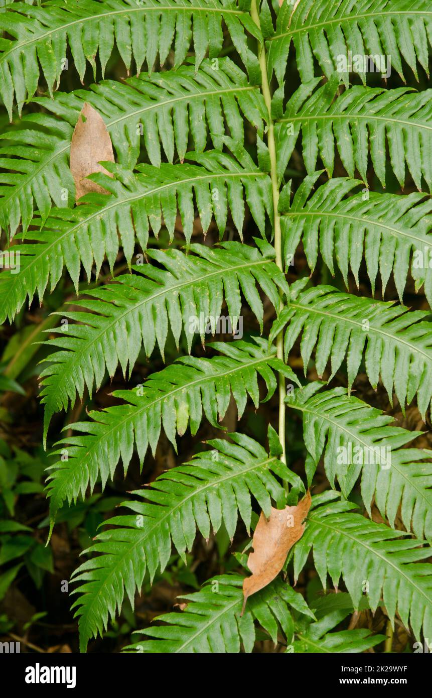 Rooting chainferns hi-res stock photography and images - Alamy