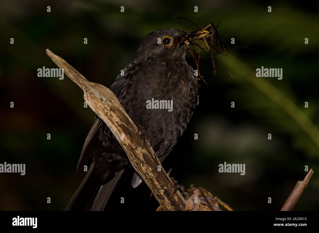 Female common blackbird nest material hi-res stock photography and ...
